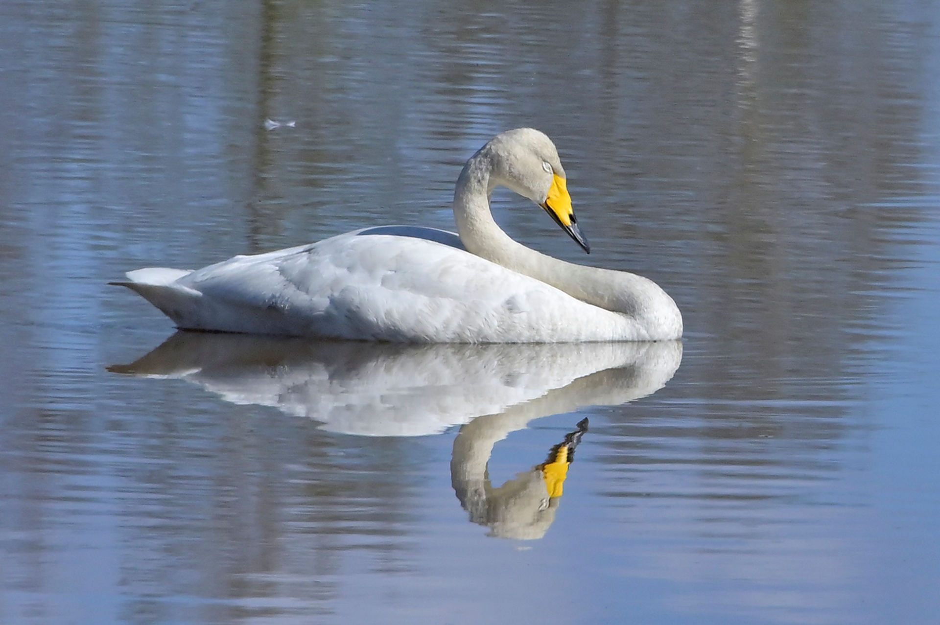 Vuoden luontokuva-tapahtuma - Viitasaaren Luonnonkuvaajat ry